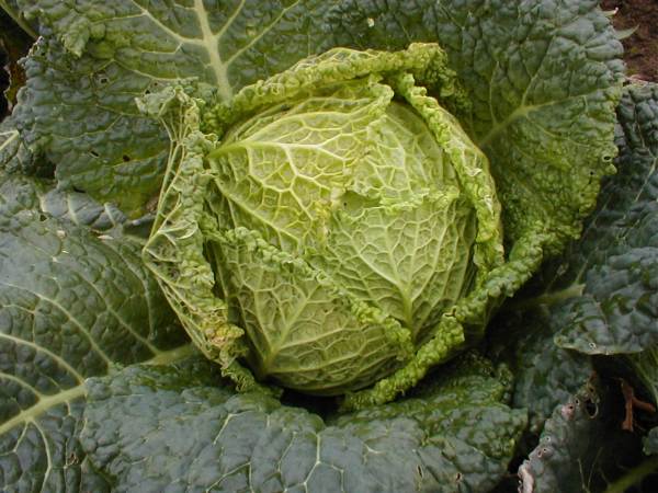 Cabbage—Cauliflower without the College Education | Whistling Train Farm