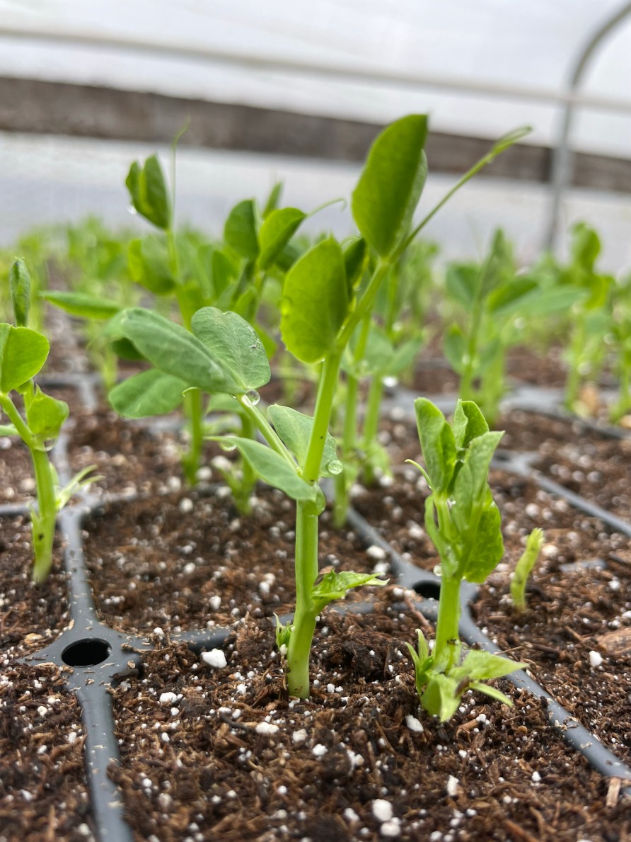 Whistling Train Farm | Your urban farm.