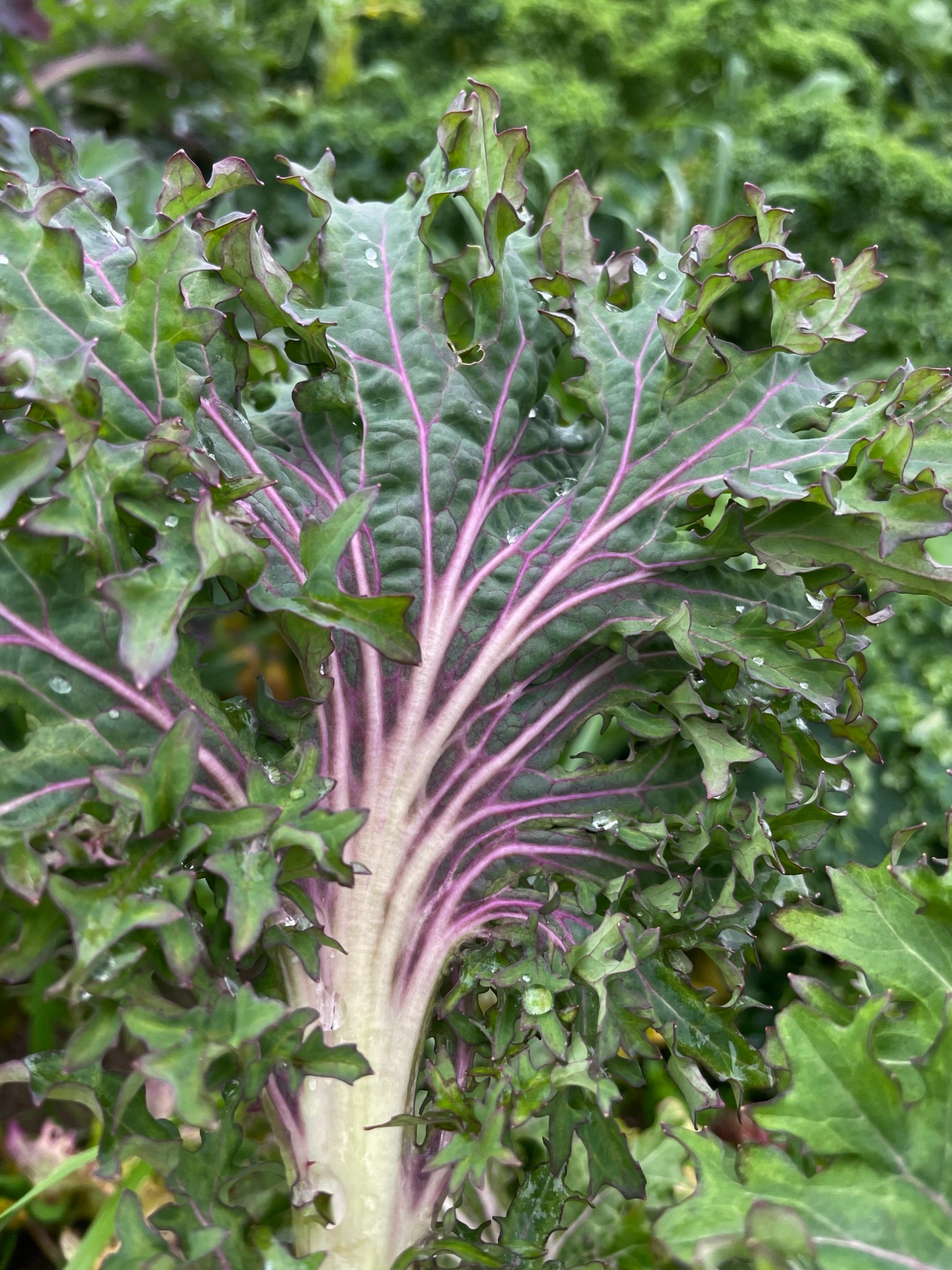 Whistling Train Farm | Your urban farm.